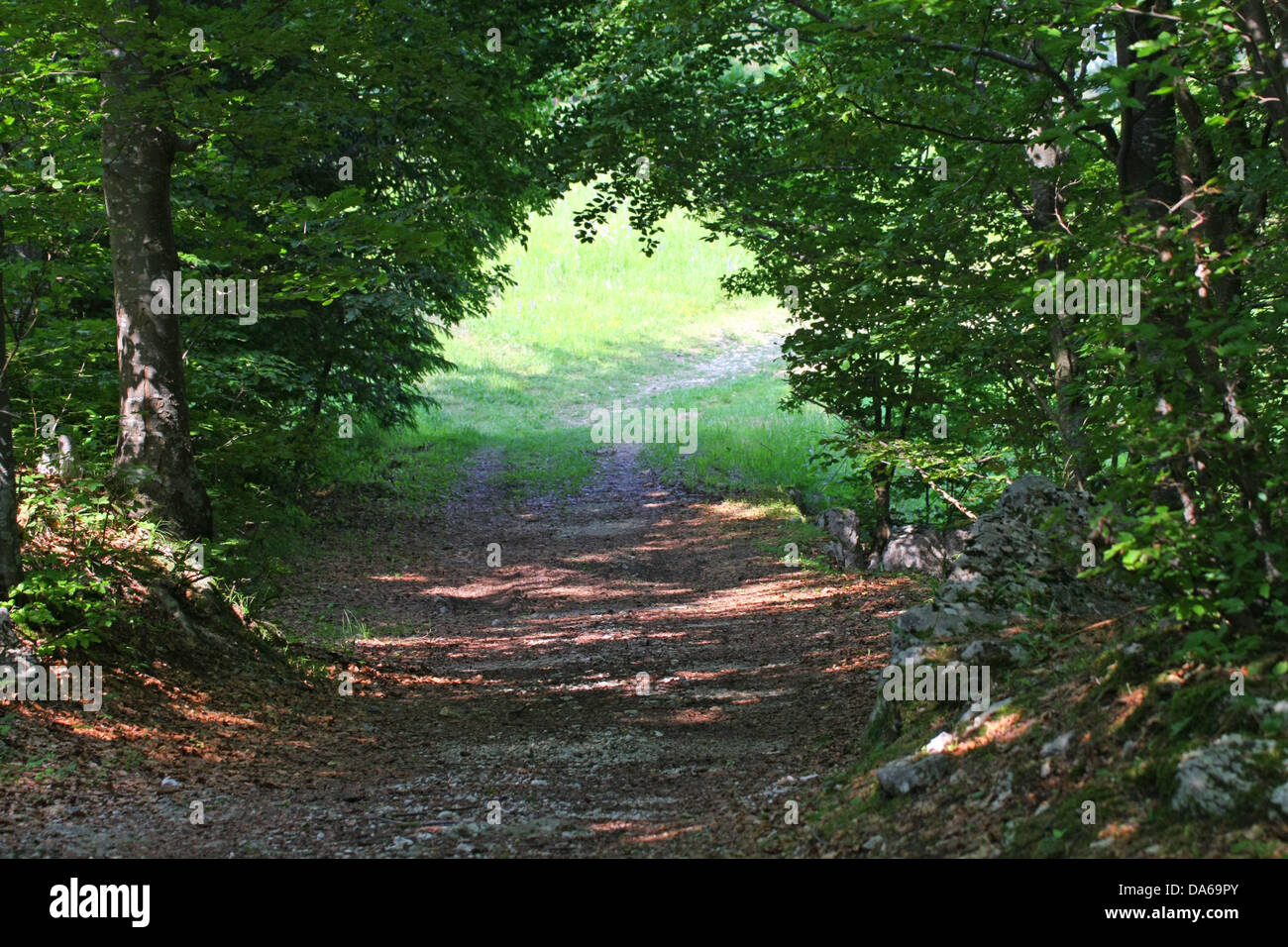 tunnel in the middle of the dense forest of trees in the mountains ...