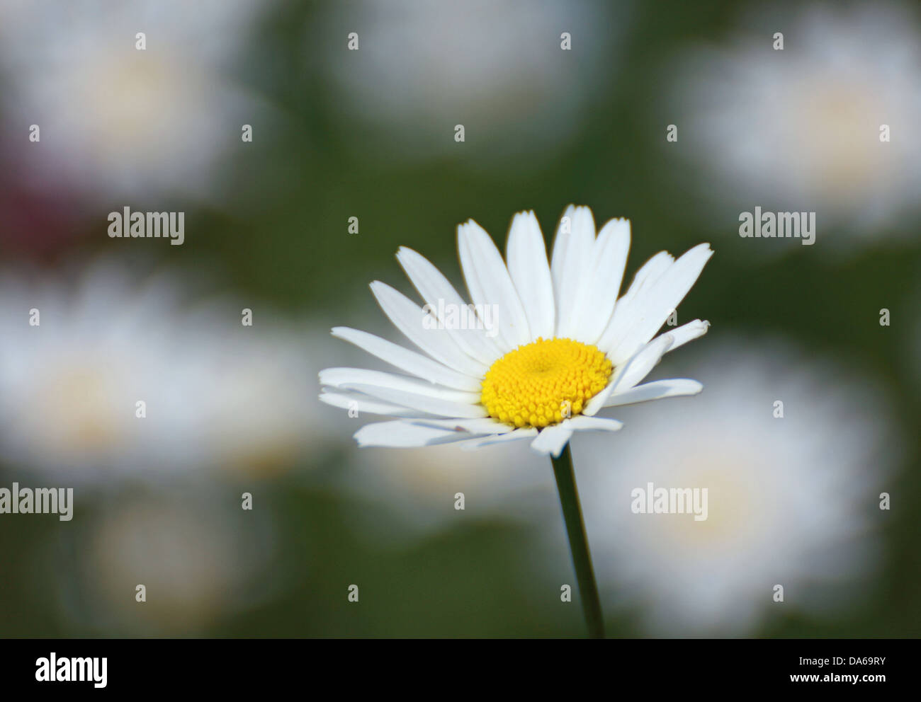 Daisy stamens hi-res stock photography and images - Alamy