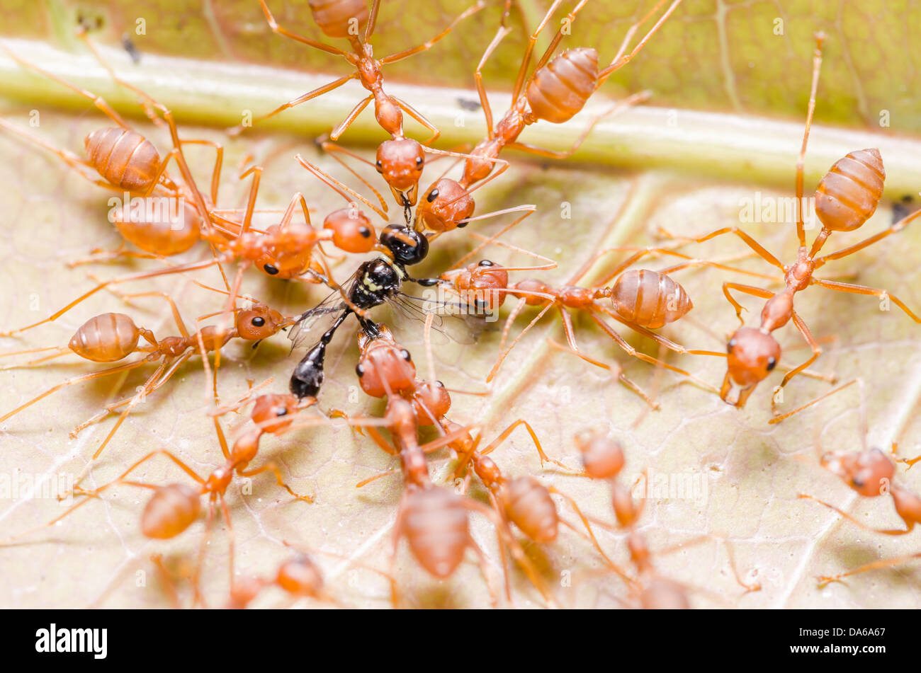 red ants teamwork on leaf hunt insect wild nature Stock Photo - Alamy