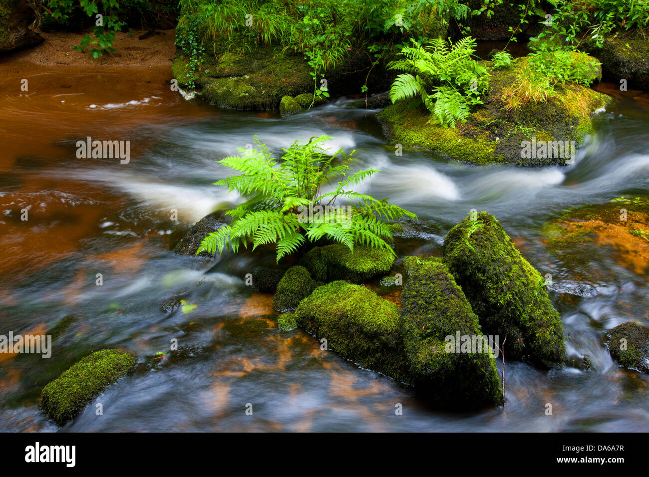 Huelgoat, France, Europe, Brittany, department Finistère, wood, forest ...