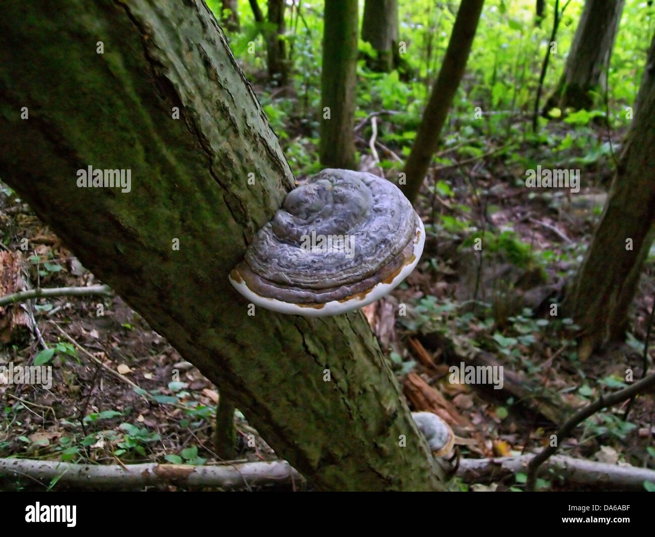 Fomes fomentarius mushroom Stock Photo - Alamy