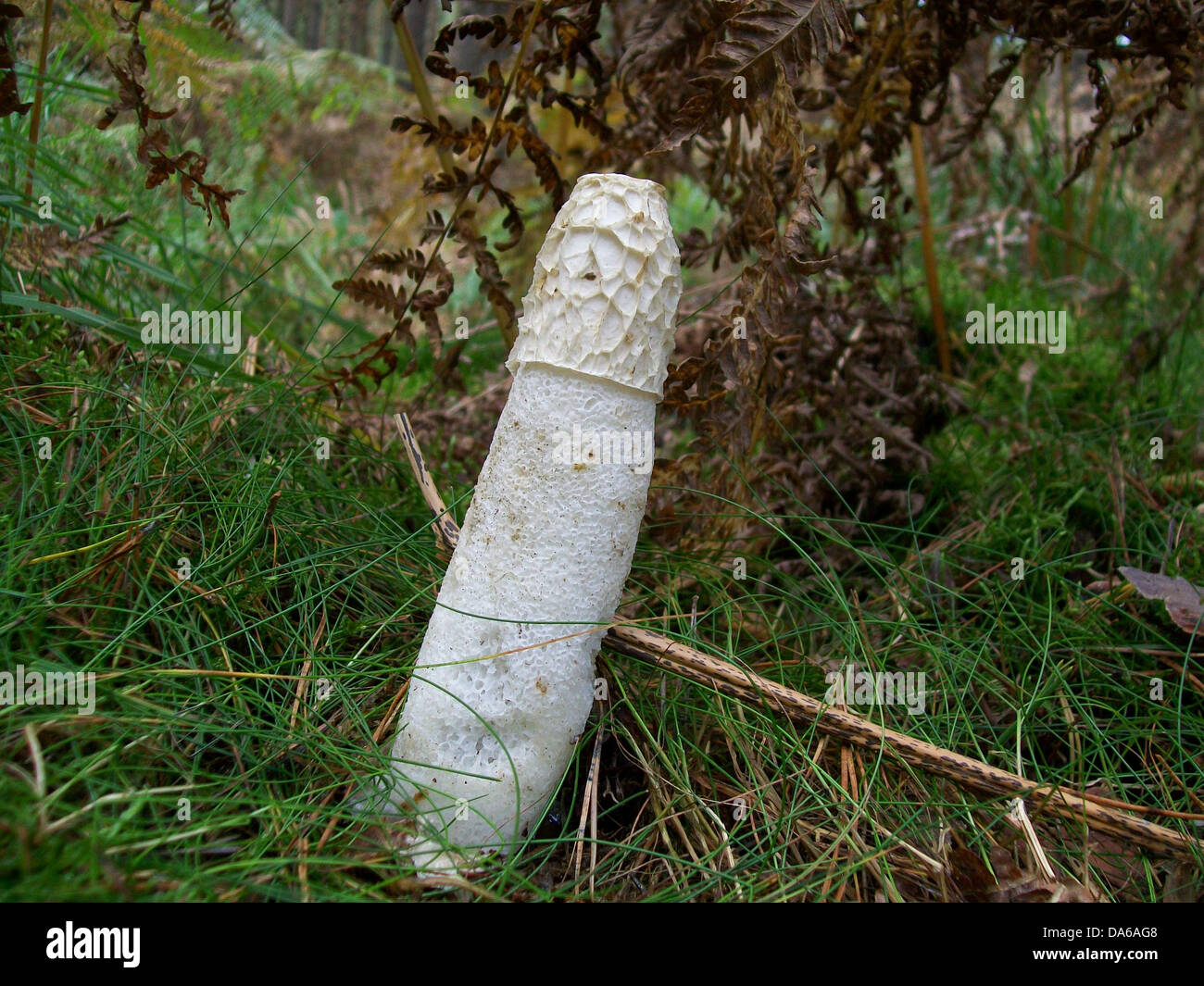 Mushroom Phallus impudicus Stock Photo - Alamy