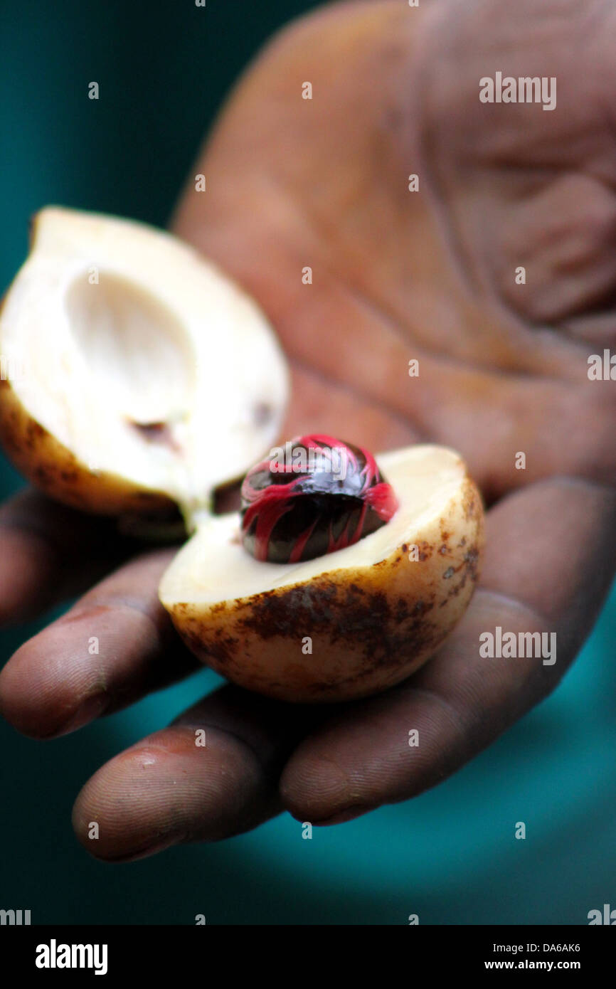 An extreme closeup of a hand holding a cut open nutmeg fruit showing ...