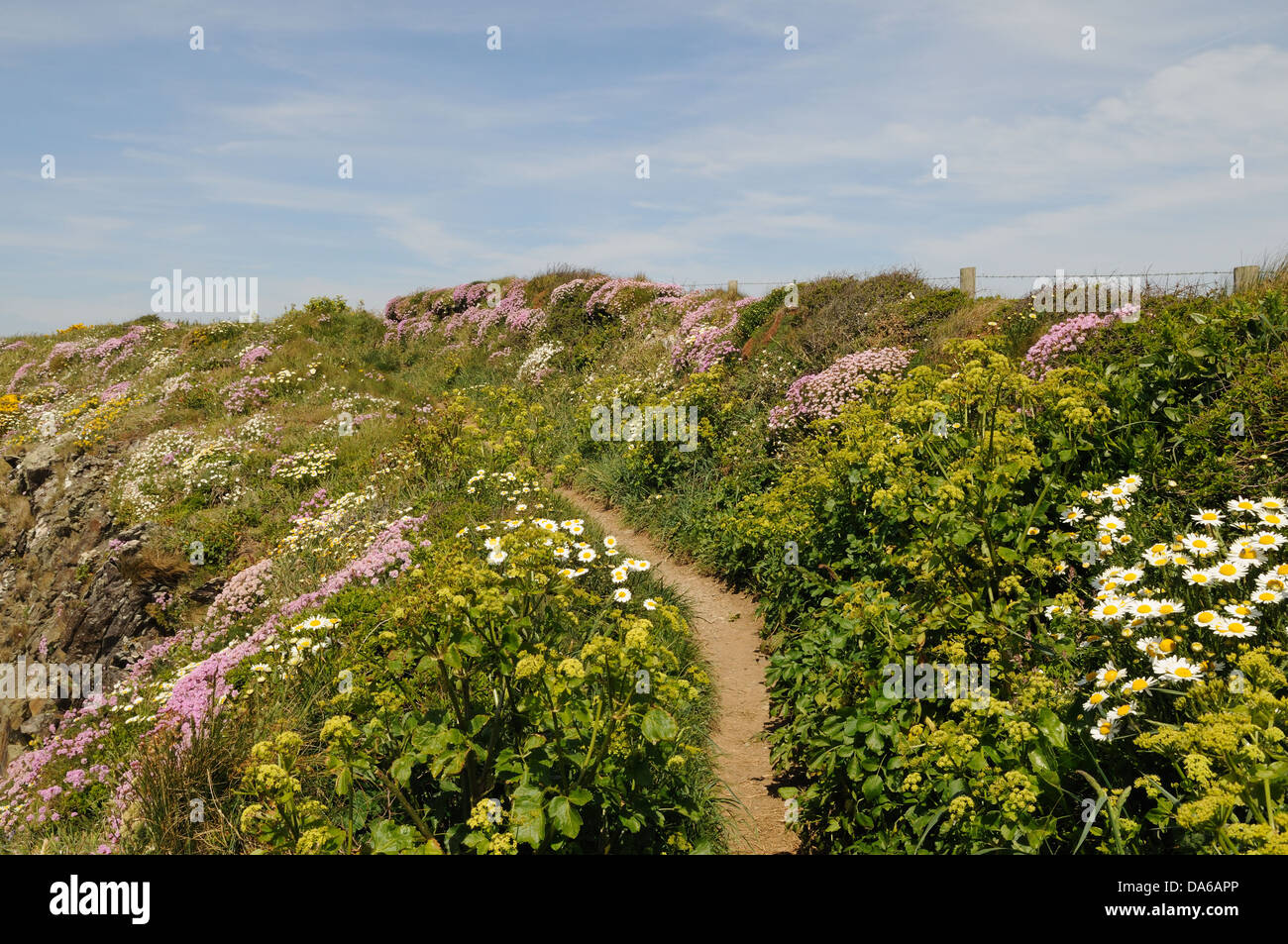 Coastal spring flowers hi-res stock photography and images - Alamy