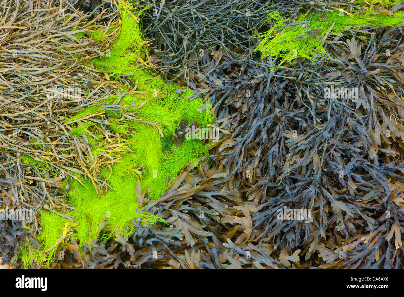Tide algae hi-res stock photography and images - Alamy