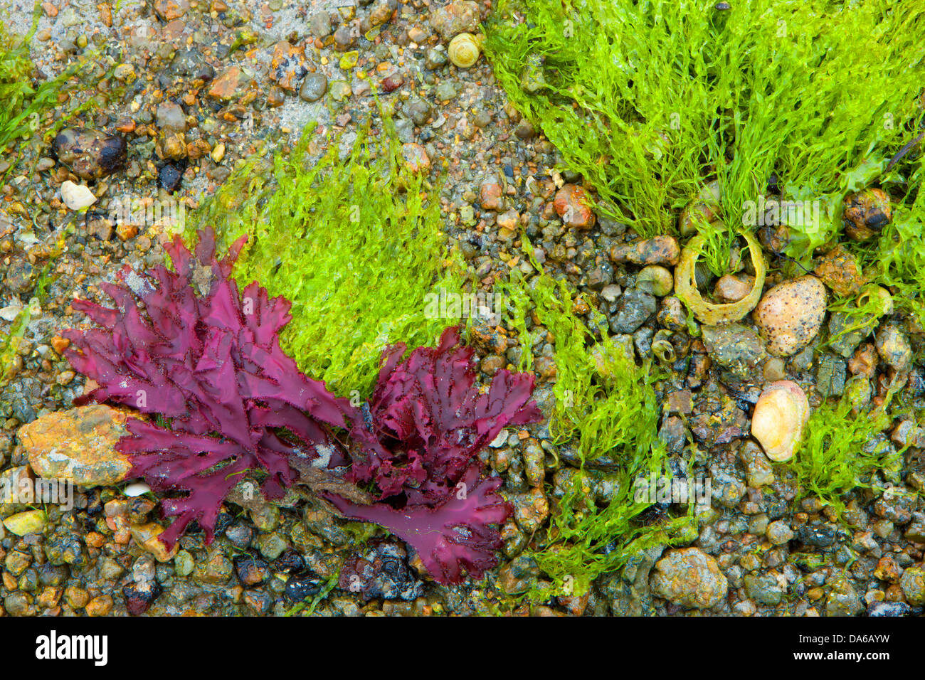 Trégastel, France, Europe, Brittany, department Côte d'Armor, coast ...