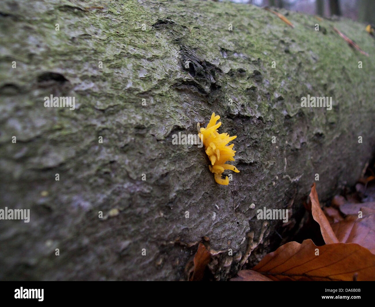 Mushroom calocera cornea Stock Photo - Alamy