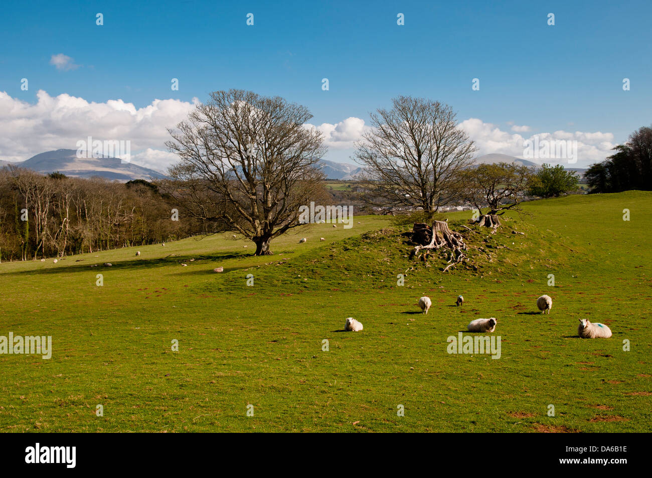 Welsh sheep hi-res stock photography and images - Alamy
