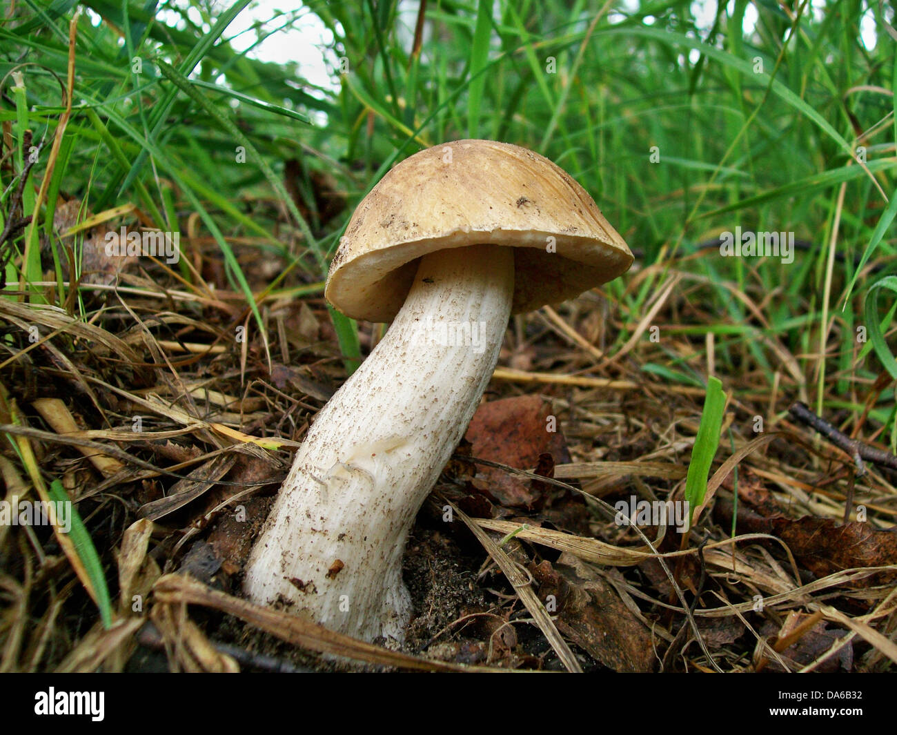 Leccinum scabrum mushroom in the forest Stock Photo - Alamy