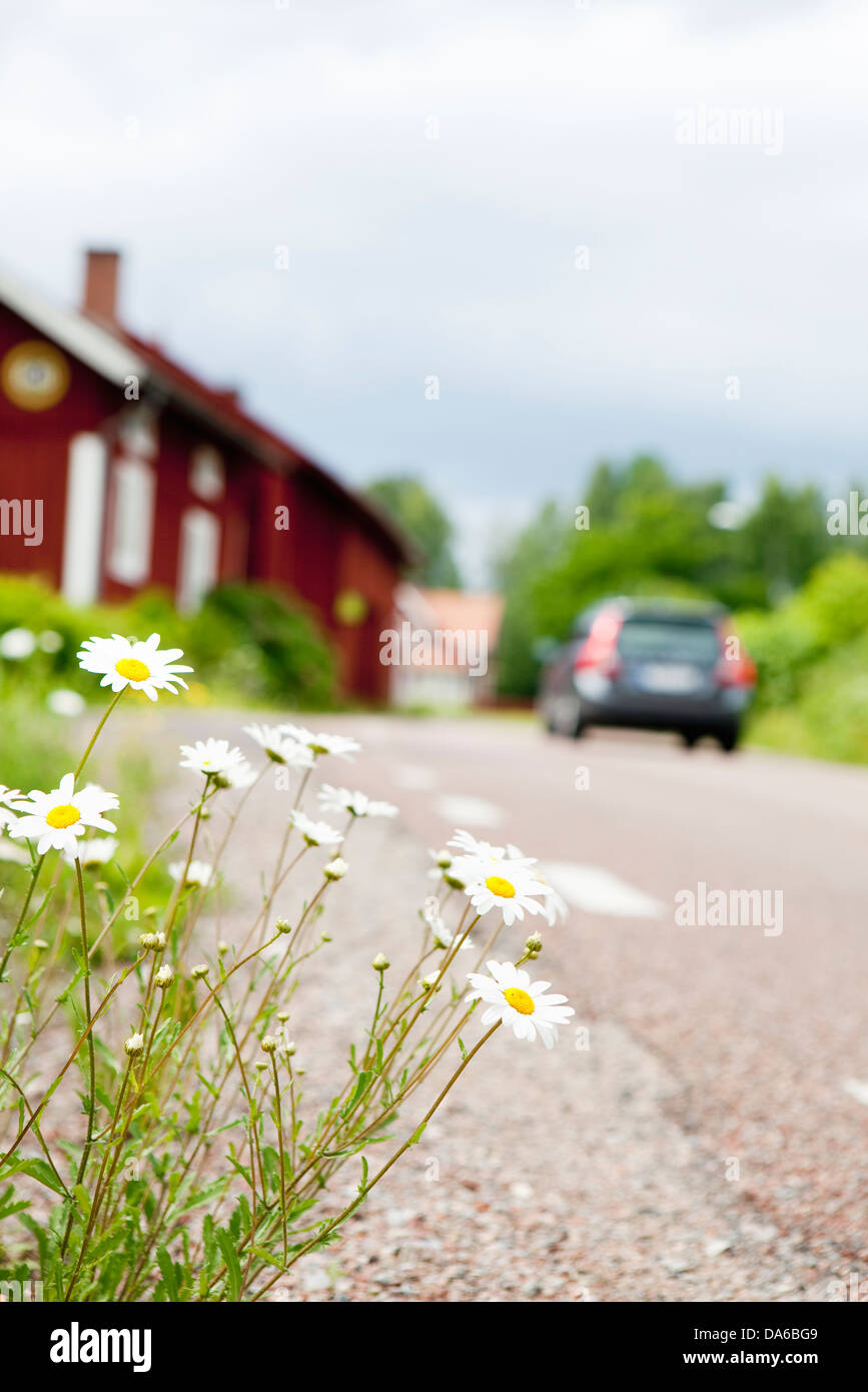 Flowers On The Roadside High Resolution Stock Photography and Images ...