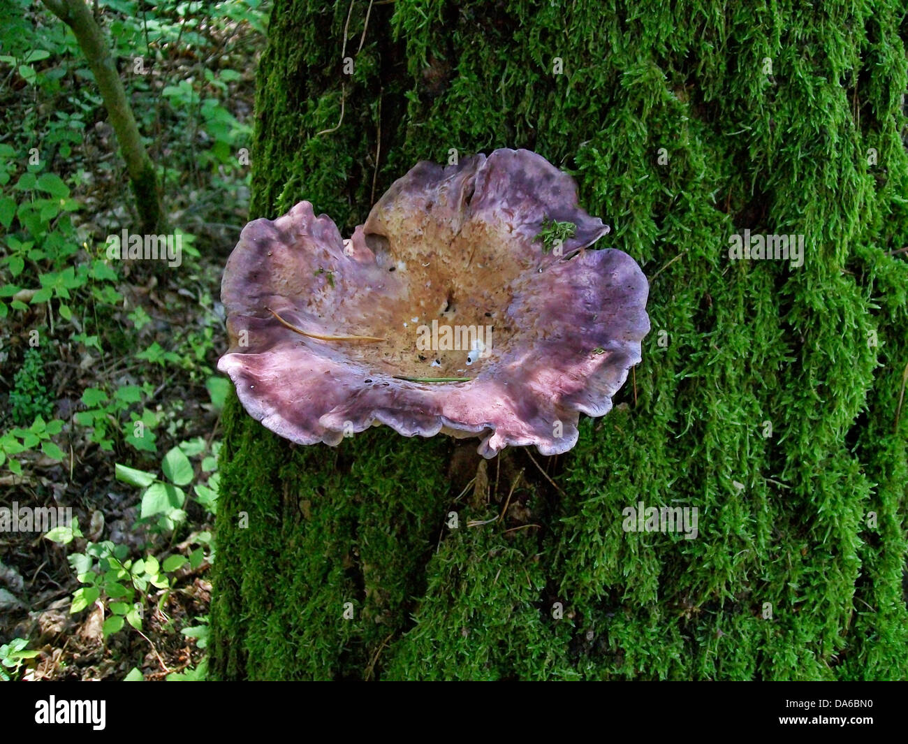 Mushroom panus conchatus lentinus Stock Photo - Alamy