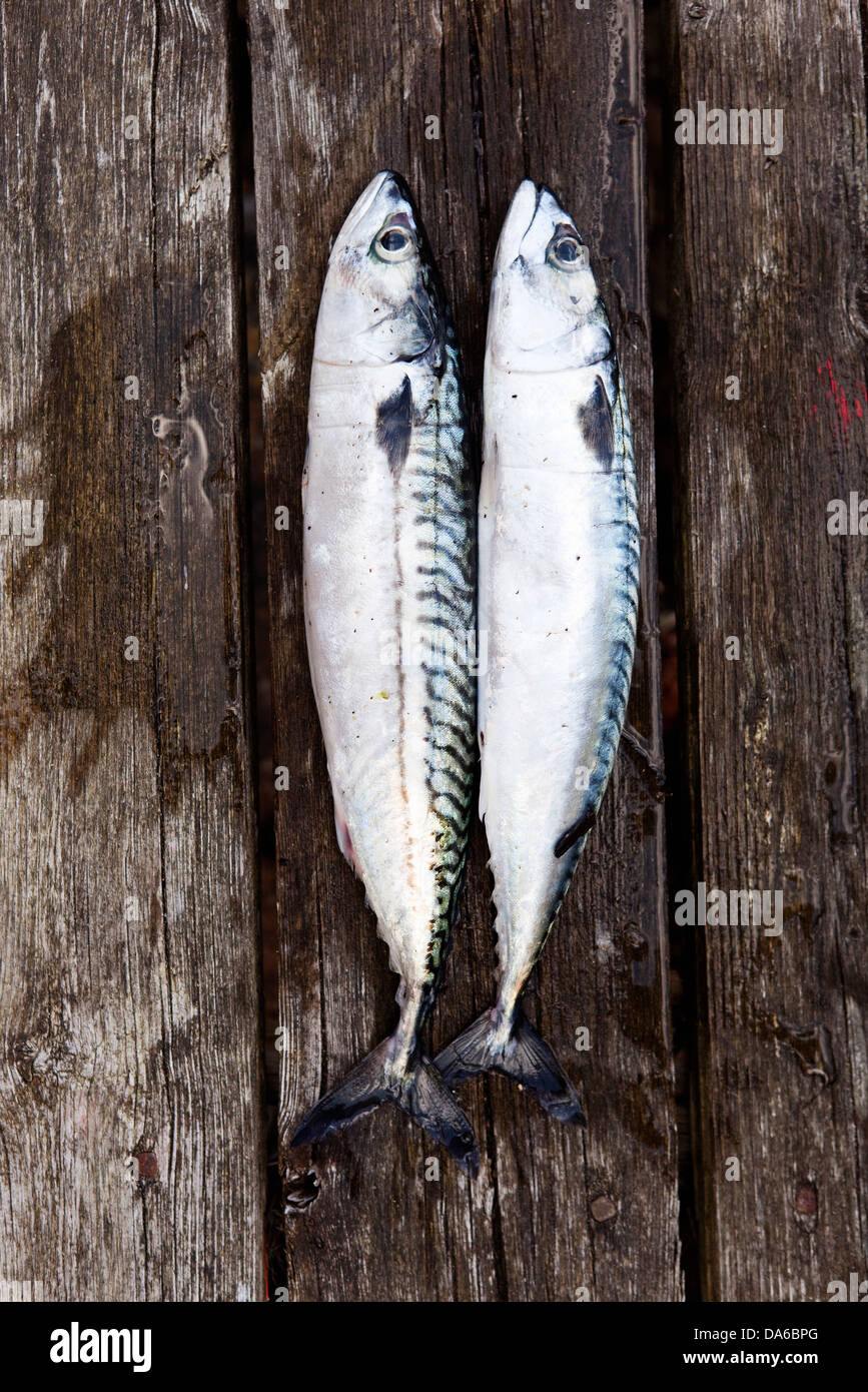 Mackerel fish hi-res stock photography and images - Alamy