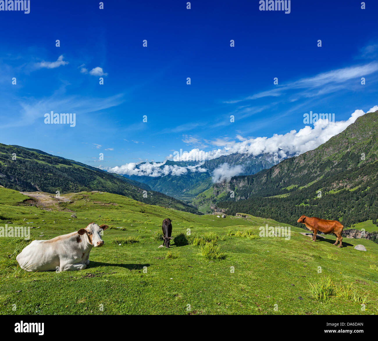 Serene peaceful landscape background - cows grazing on alpine meadow in ...