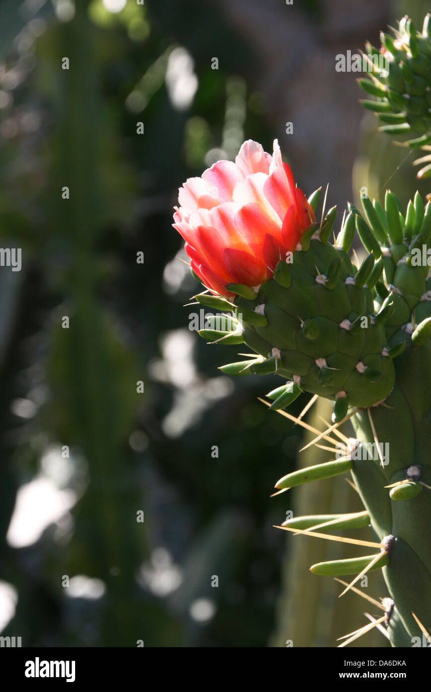 Spiny cactus hi-res stock photography and images - Alamy
