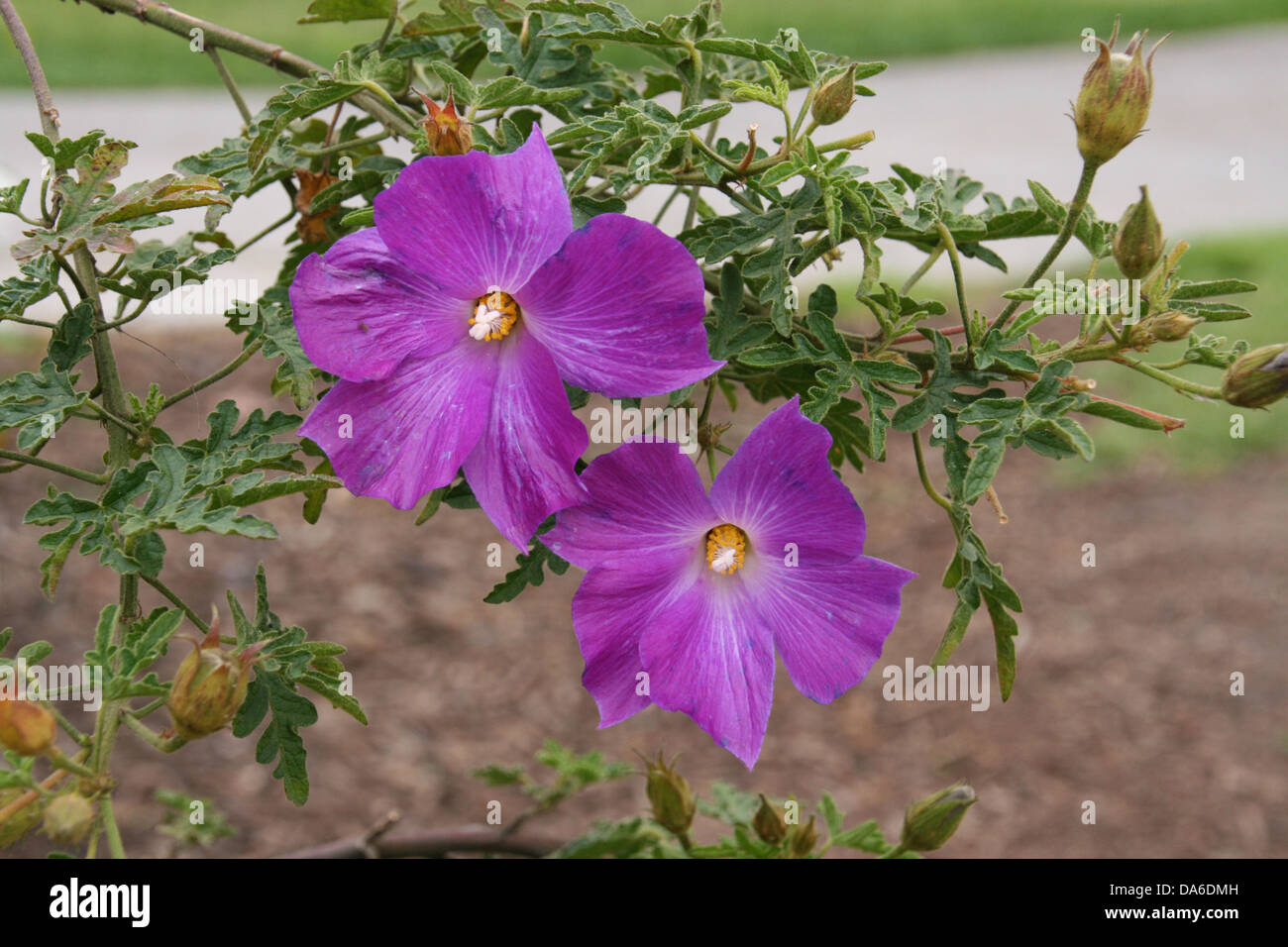Two Purple Flowers Stock Photo - Alamy