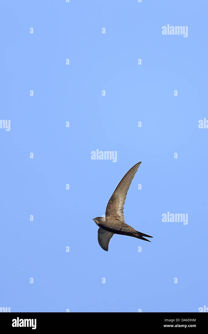 Common Swift (Apus apus Stock Photo - Alamy