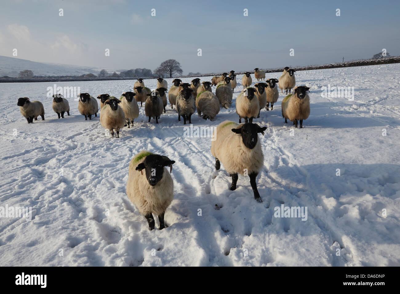 A flock of sheep in snowy countryside near Okehampton, Devon, Great ...