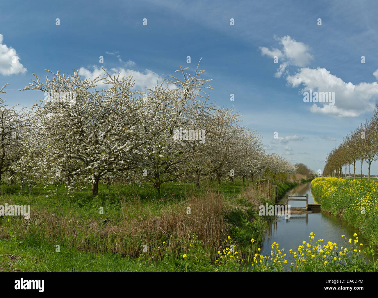 Holland, Netherlands, Europe, Dalem, Fruit trees, bloom, blooming ...