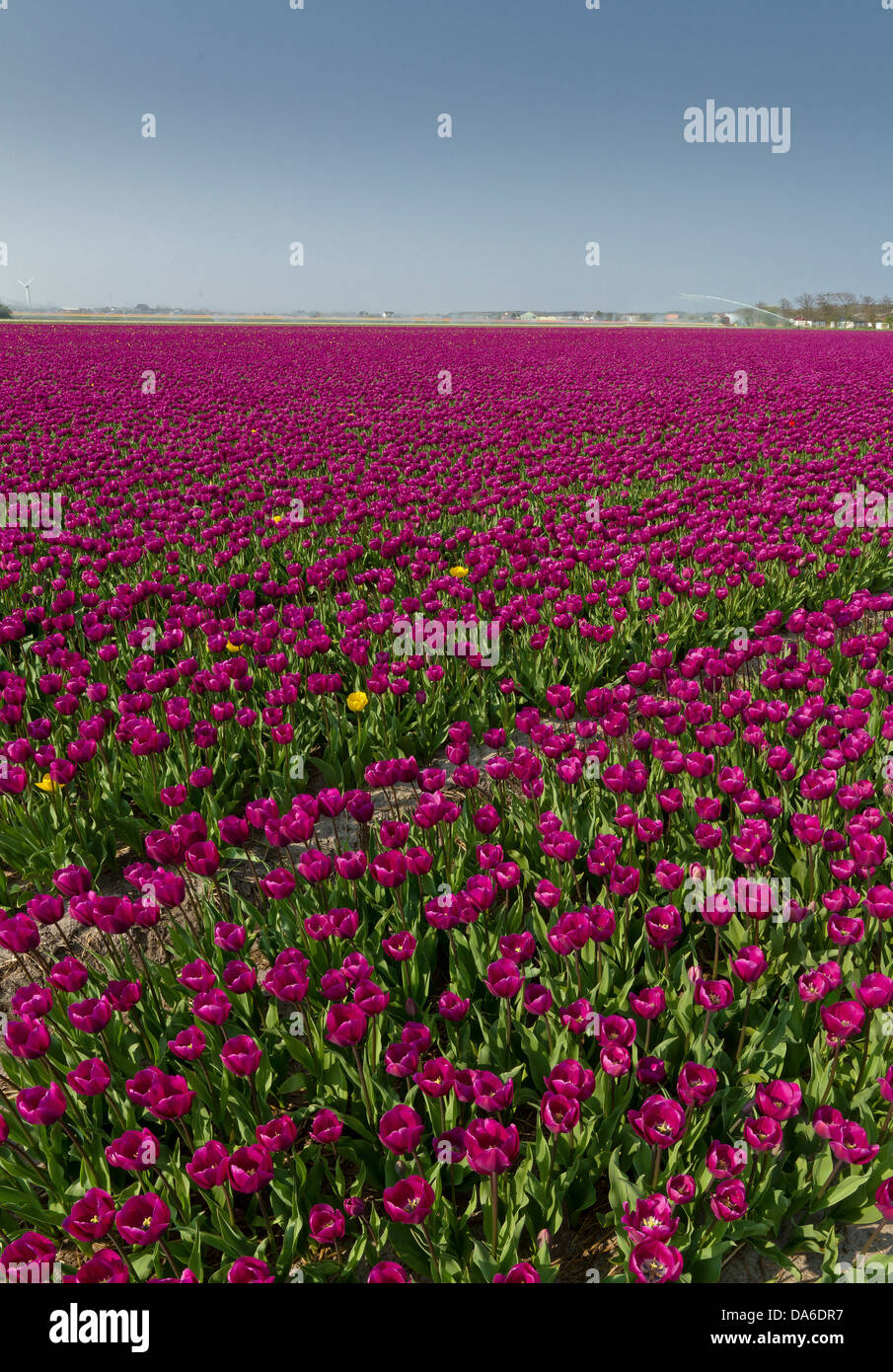 Holland, Netherlands, Europe, Sint Maartensvlotbrug, Bulb field, bloom ...