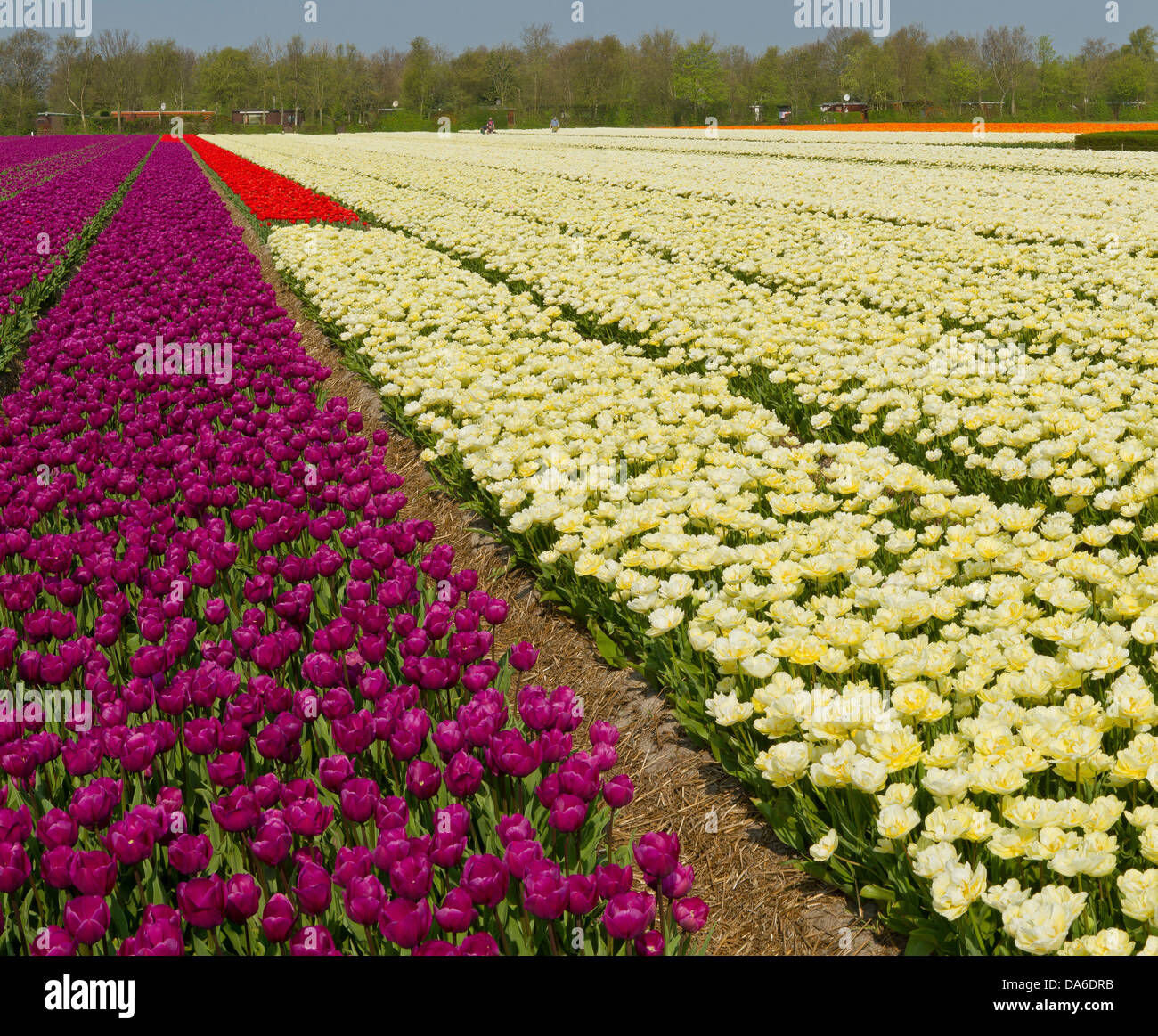 Holland, Netherlands, Europe, Sint Maartensvlotbrug, Bulb field, bloom ...