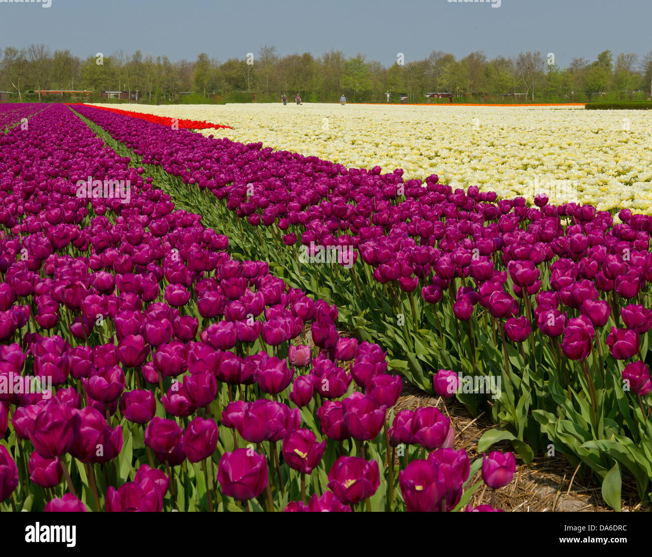 Holland, Netherlands, Europe, Sint Maartensvlotbrug, Bulb field, bloom ...