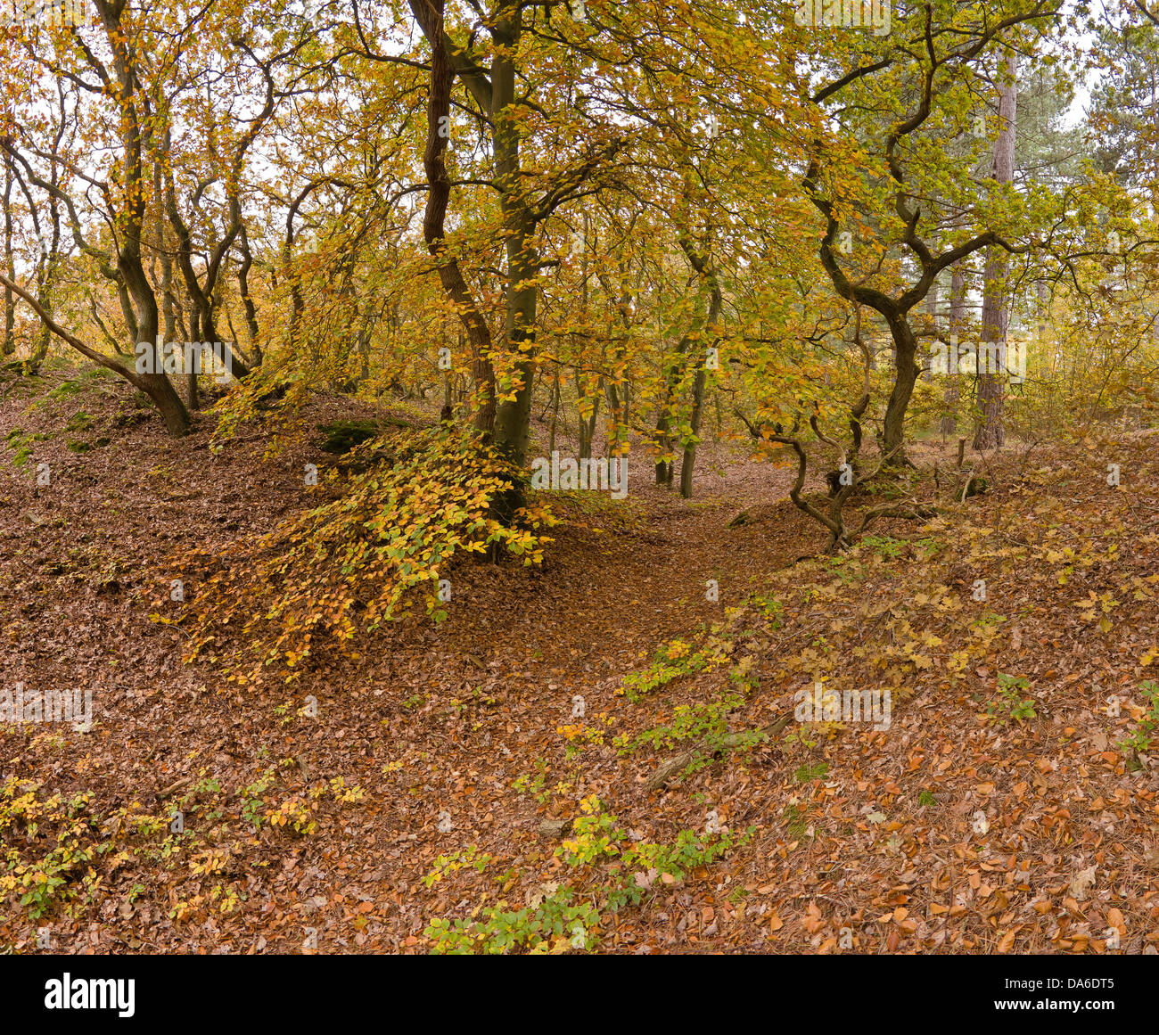 Holland, Netherlands, Europe, Bergen, Woods, autumn, colours, landscape ...