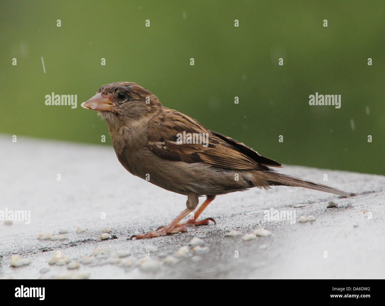 Passero domestico hi-res stock photography and images - Alamy