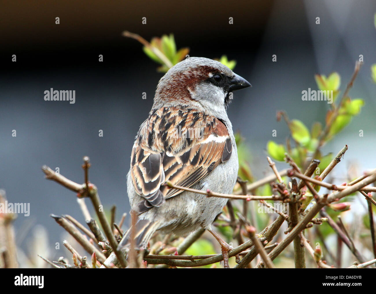 Passero domestico hi-res stock photography and images - Alamy