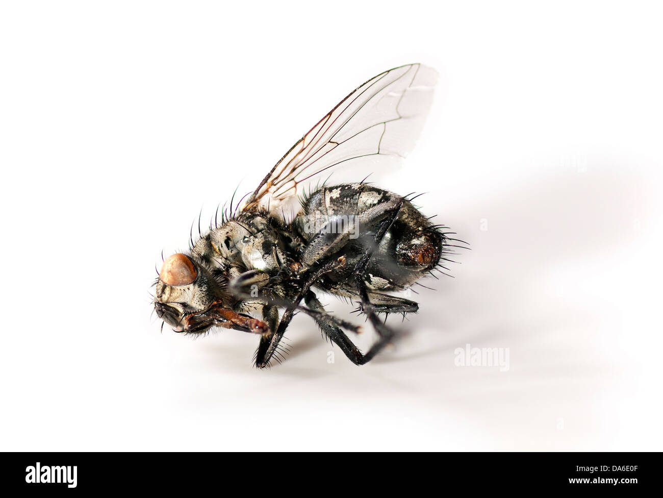 Dead fly on a white background Stock Photo - Alamy