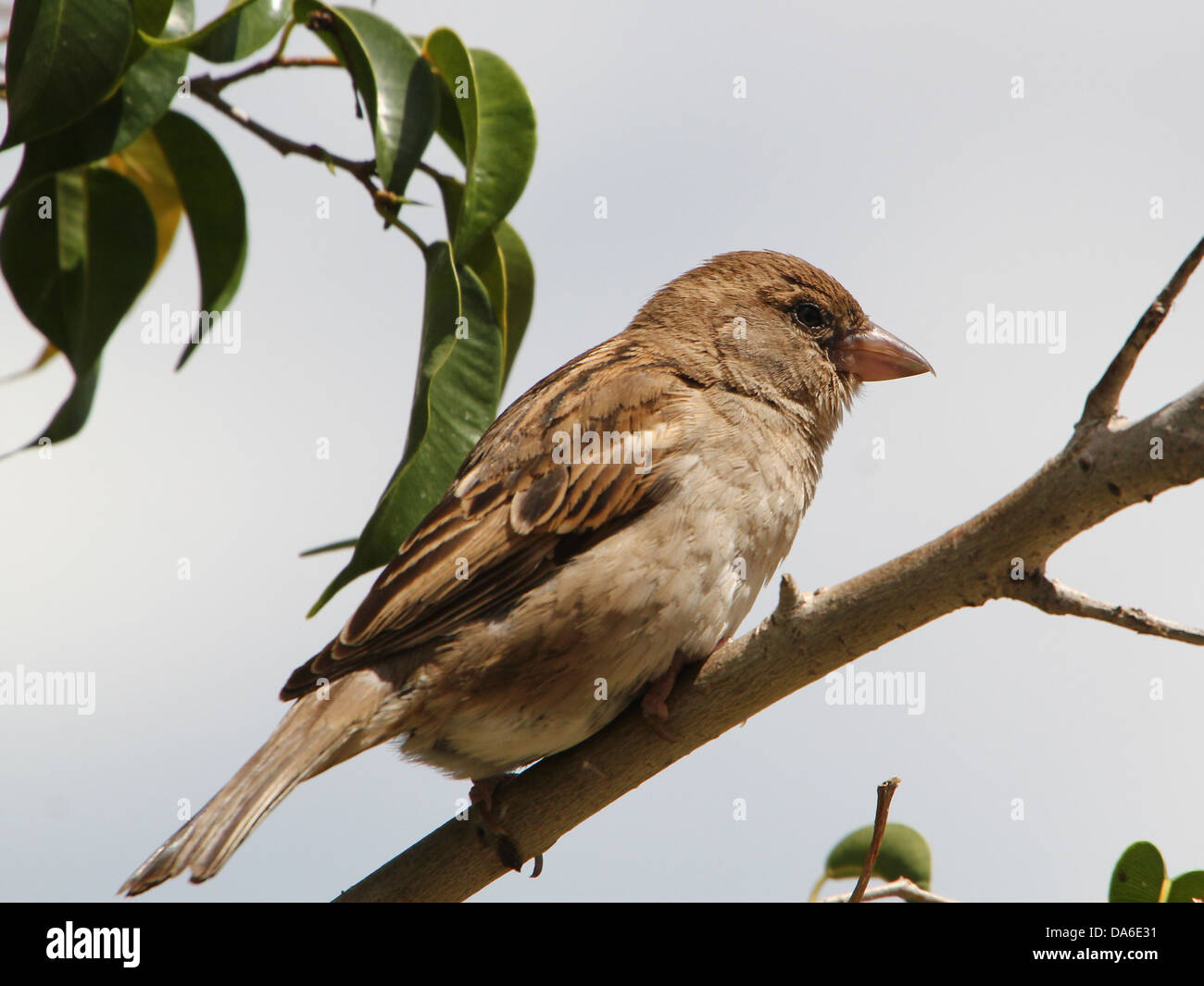 Female sparrow foraging hi-res stock photography and images - Alamy
