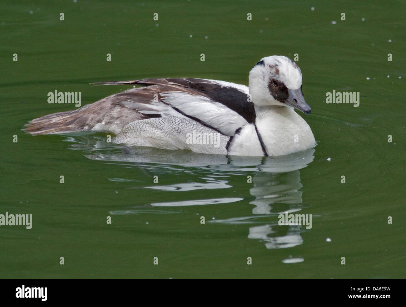 Immature male drake drakes hi-res stock photography and images - Alamy