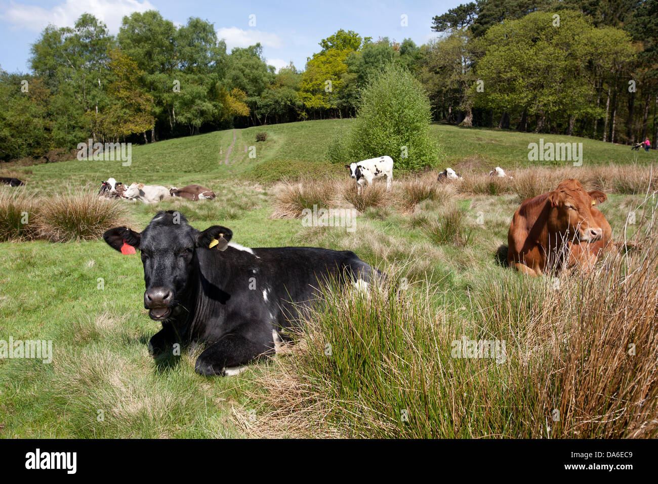 Park cow cows moo cattle grass hi-res stock photography and images - Alamy