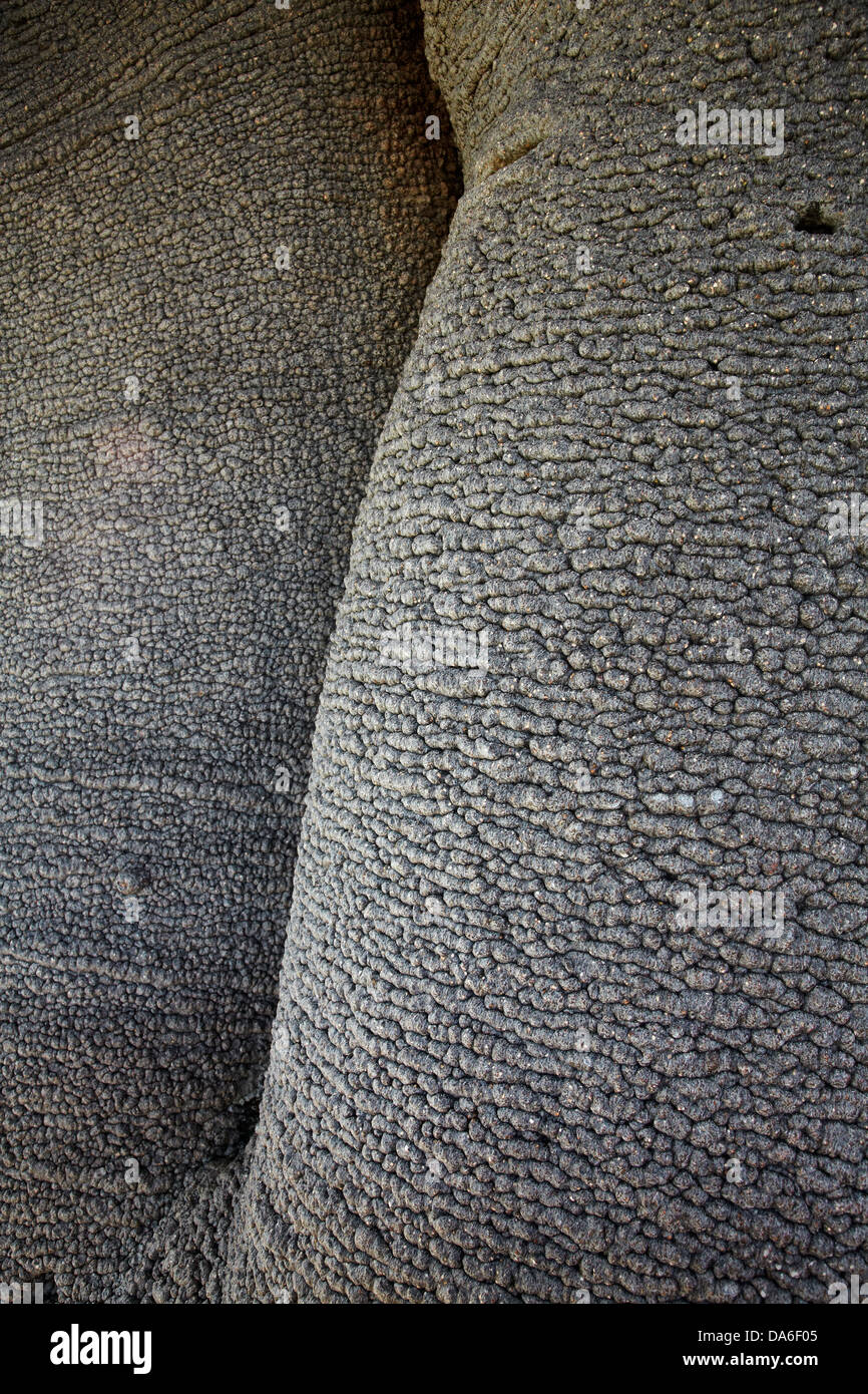 Baobab Tree High Resolution Stock Photography and Images - Alamy