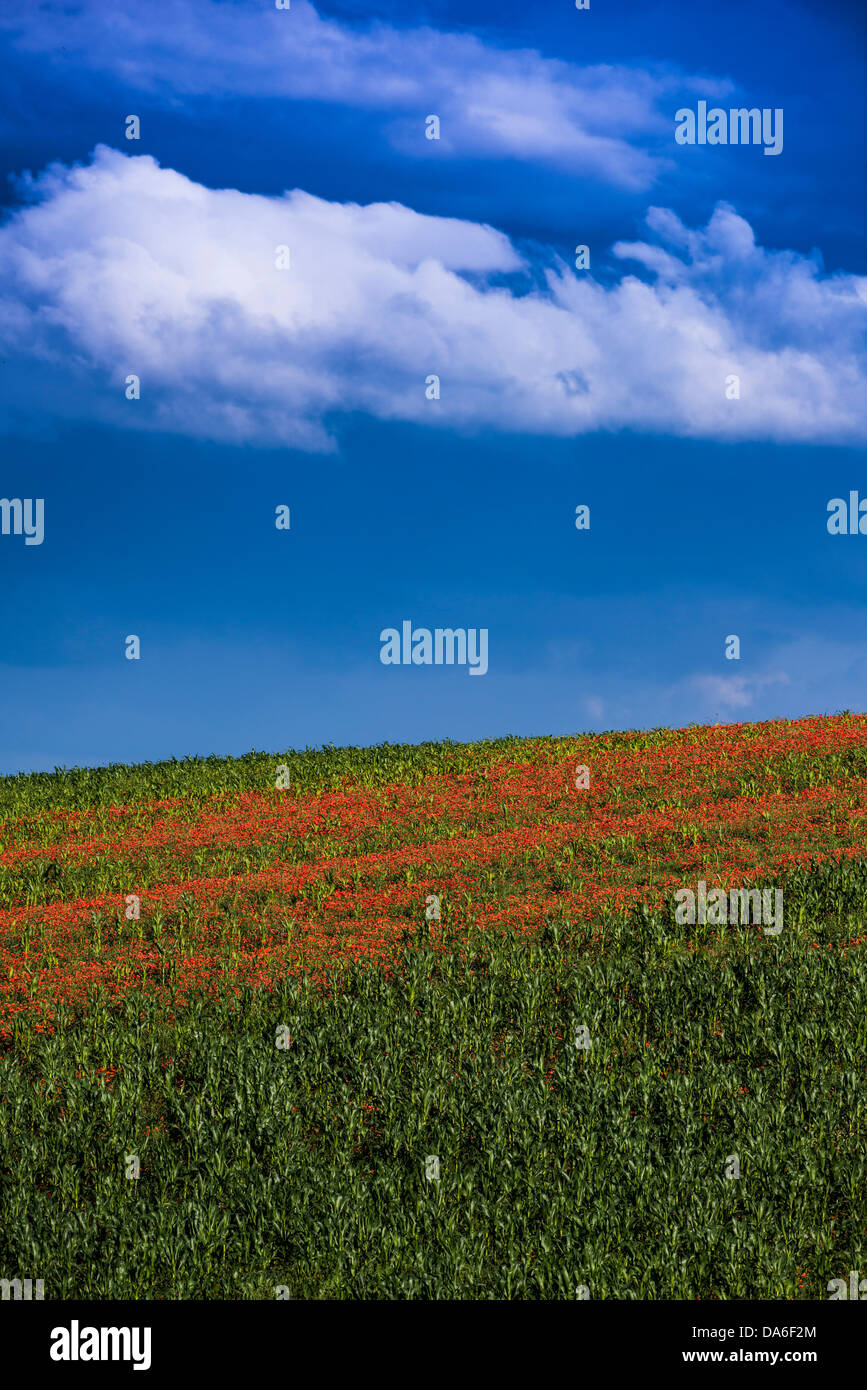 Poppies landscapes hi-res stock photography and images - Alamy