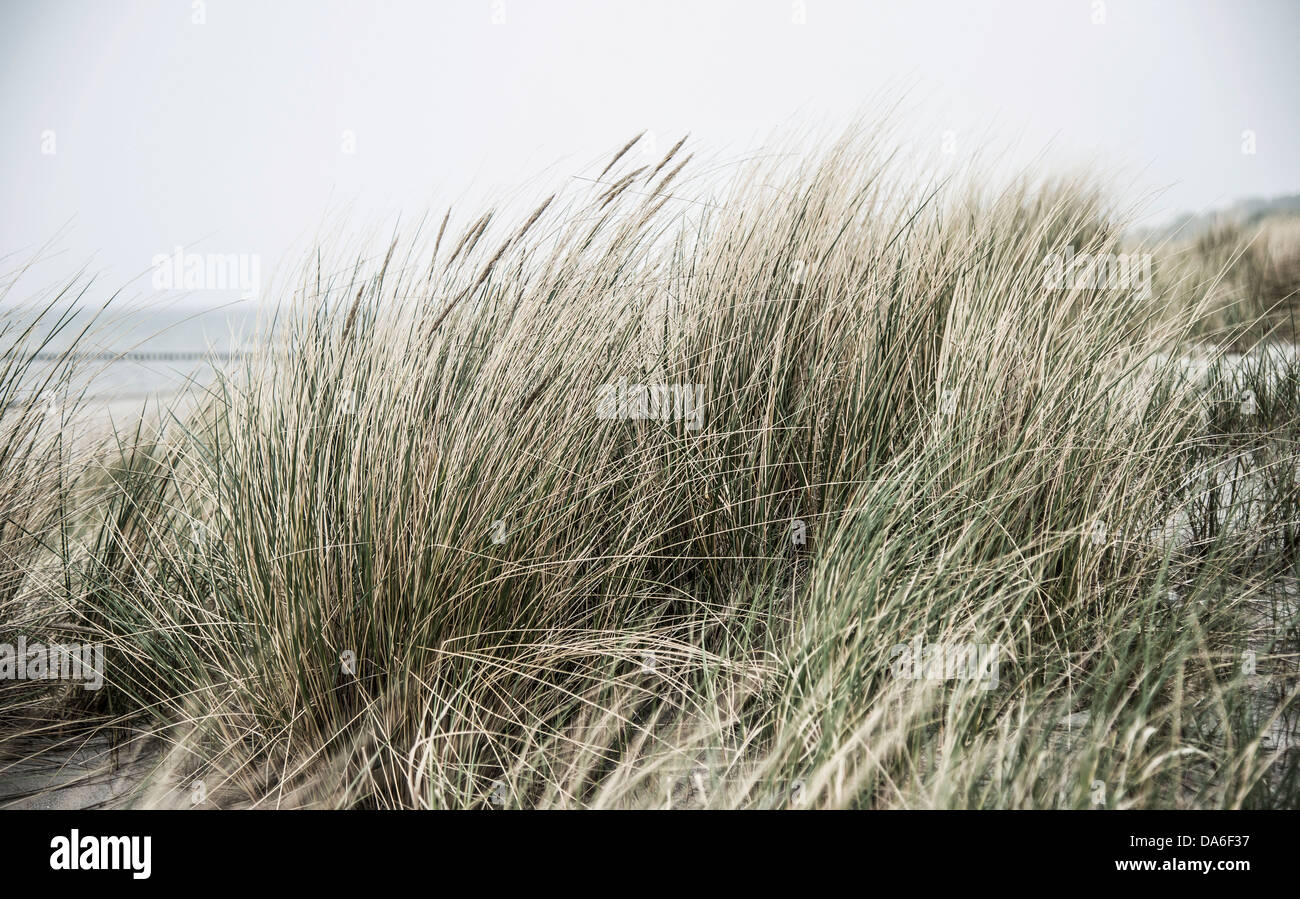 Closeup sea grass hi-res stock photography and images - Alamy