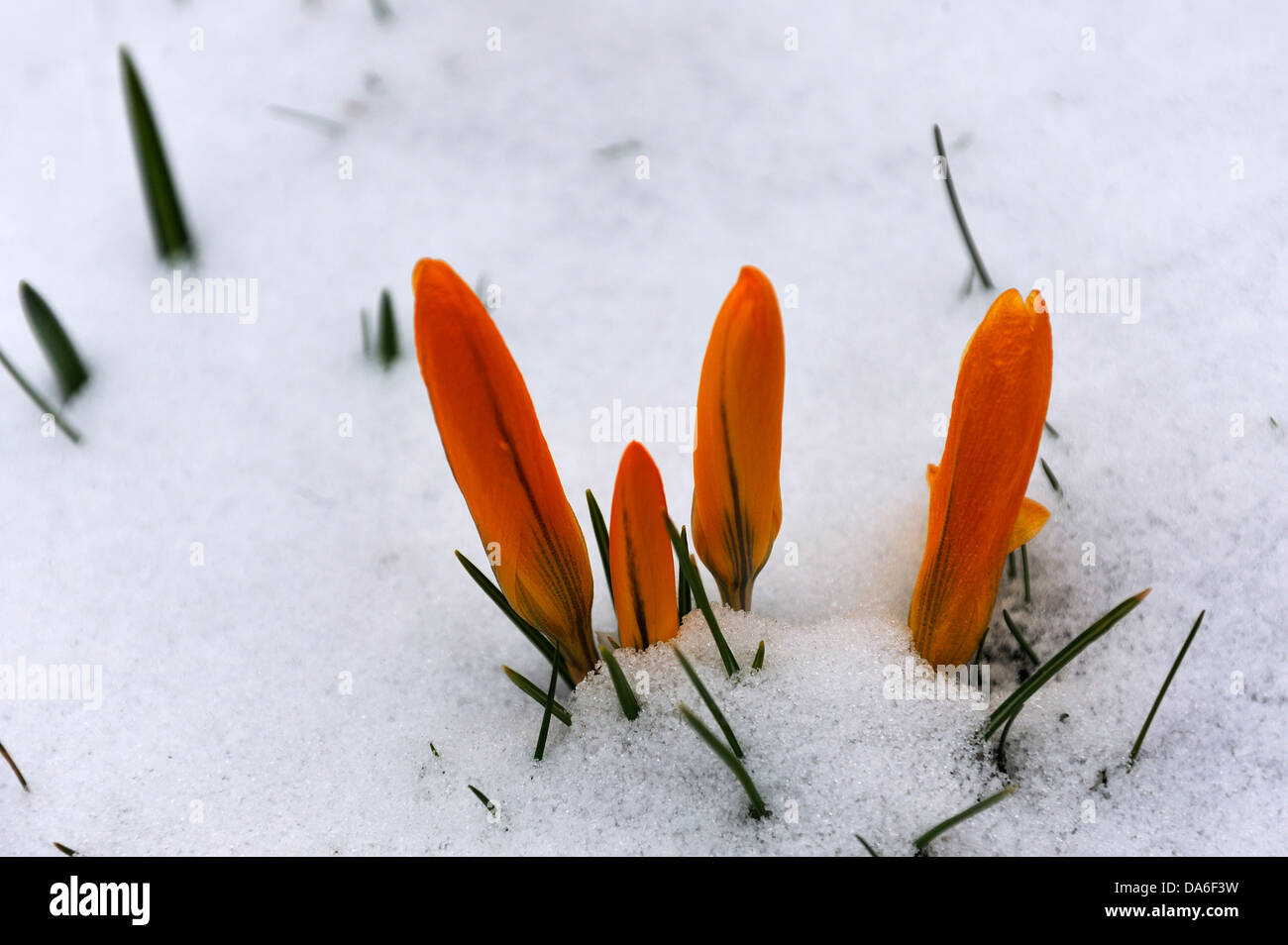 Orange crocus flowers (Crocus) in the snow Stock Photo - Alamy