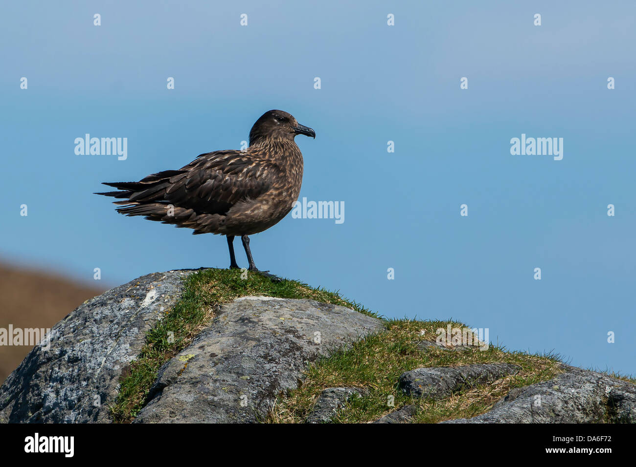 Great Skua (Stercorarius skua Stock Photo - Alamy