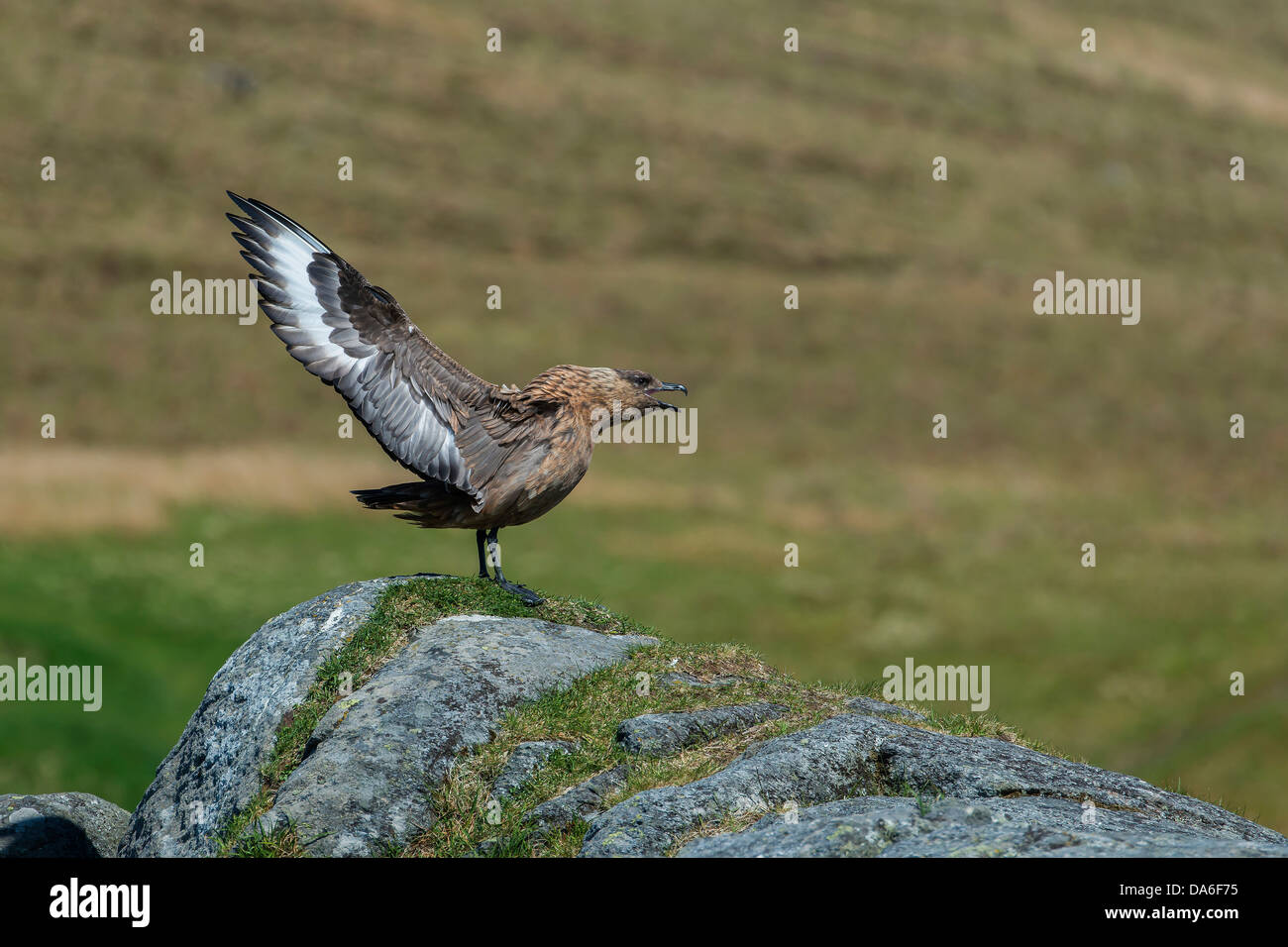 Bird Wings Side View