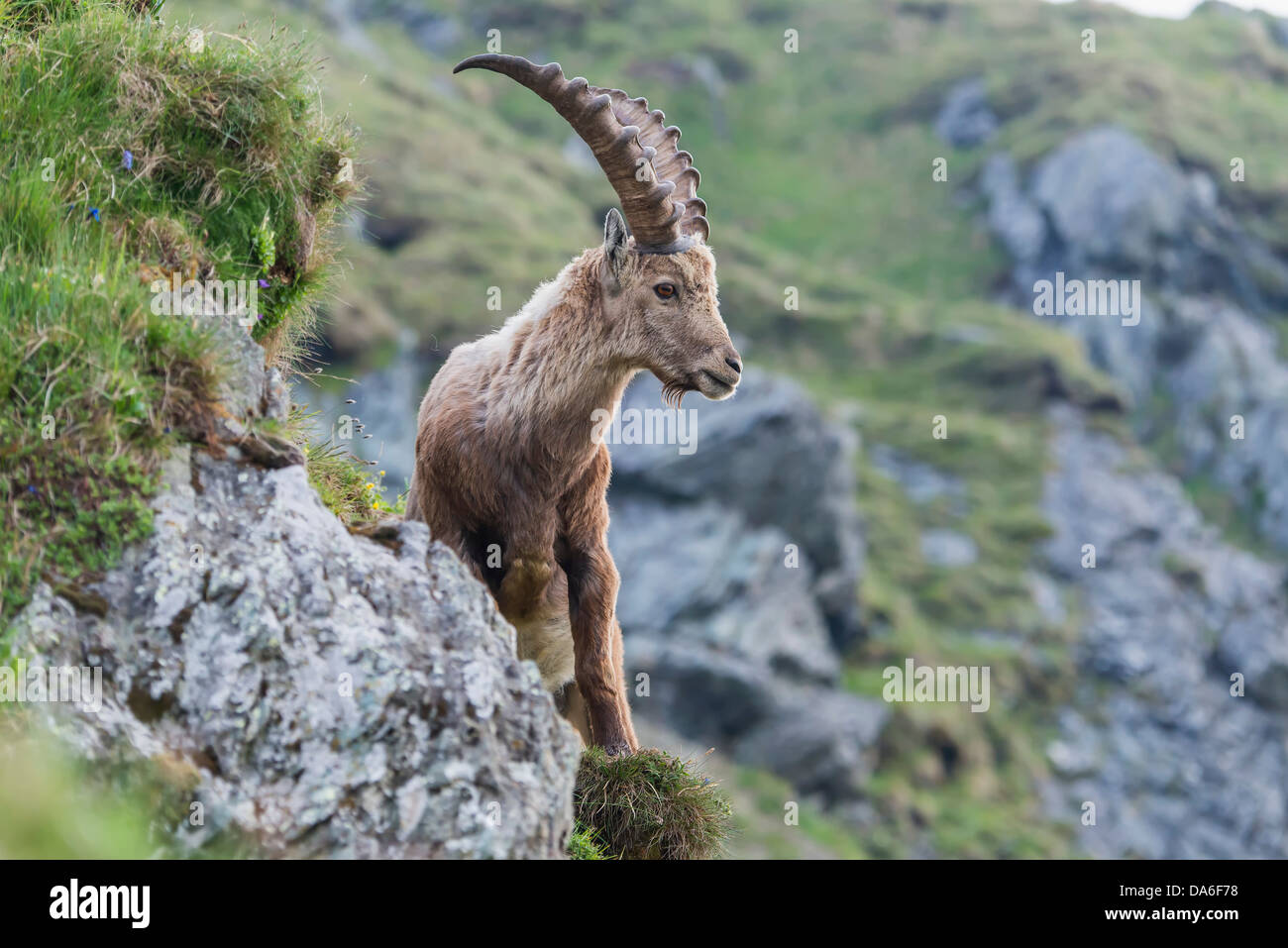 Alpine buck hi-res stock photography and images - Alamy