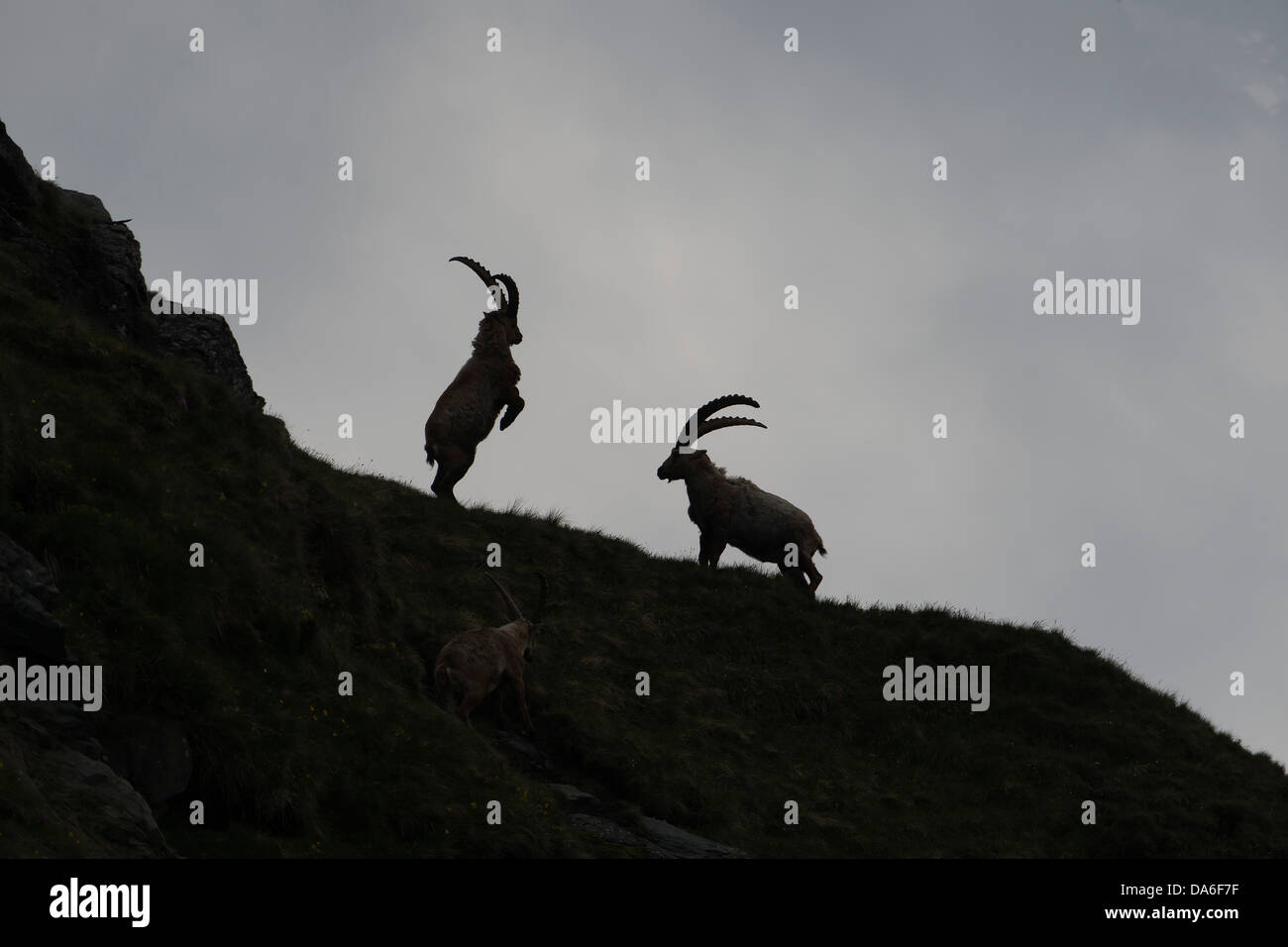 Male ibex battle hi-res stock photography and images - Alamy