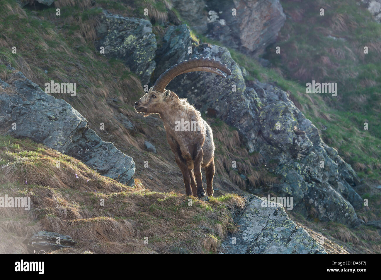 Alpine buck hi-res stock photography and images - Alamy