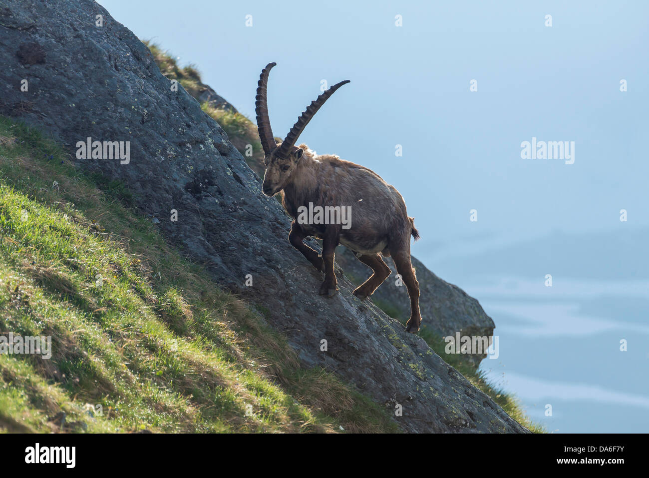 Alpine buck hi-res stock photography and images - Alamy