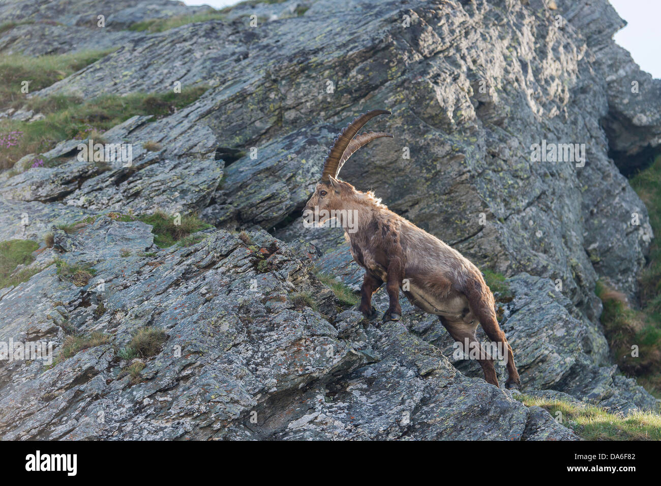 Alpine buck hi-res stock photography and images - Alamy