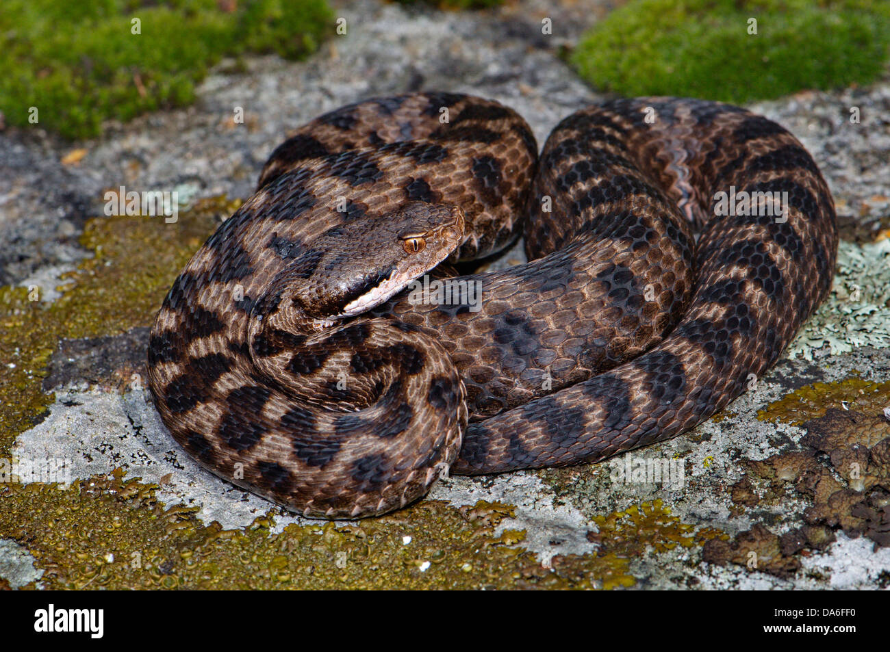 viper, vipers, adder, adders, asp viper, Vipera aspis atra, snake ...