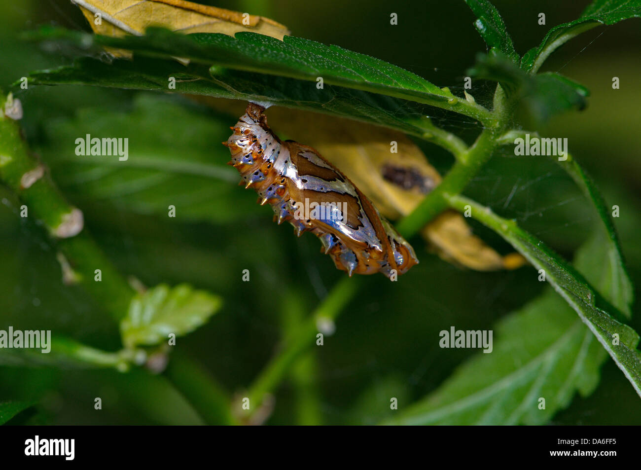 Chrysalis butterfly hi-res stock photography and images - Alamy
