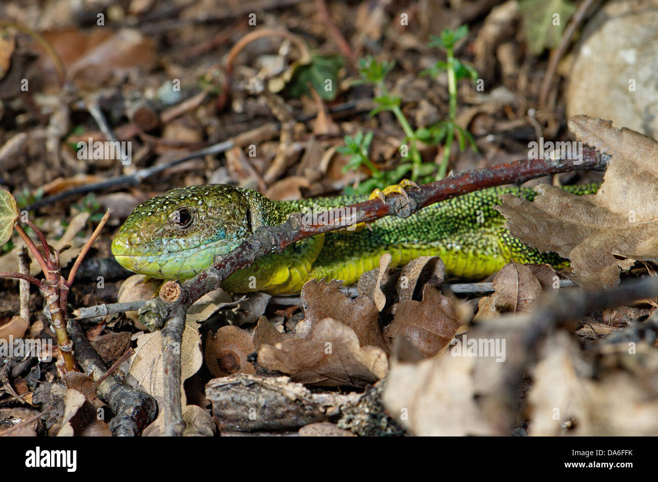 lizard, lizards, western green lizard, green lizard, Lacerta b ...