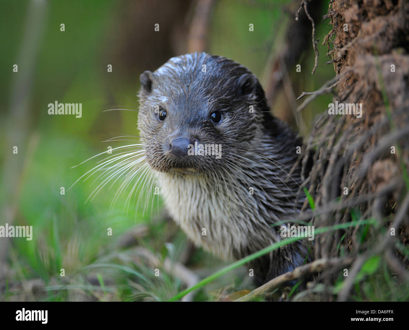 Otter (Lutra lutra), portrait, captive Stock Photo - Alamy