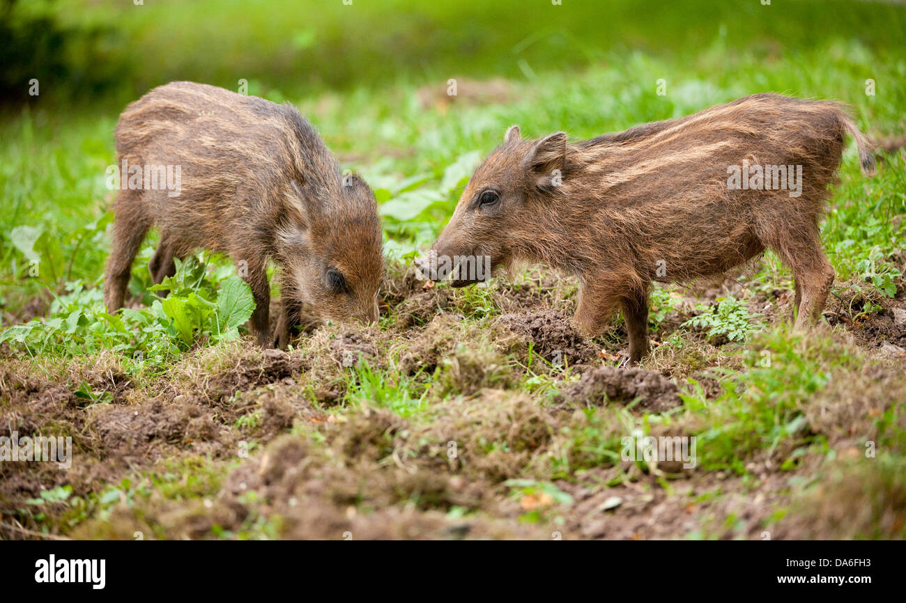 Wild Boar (Sus scrofa), piglets foraging for food, captive Stock Photo ...