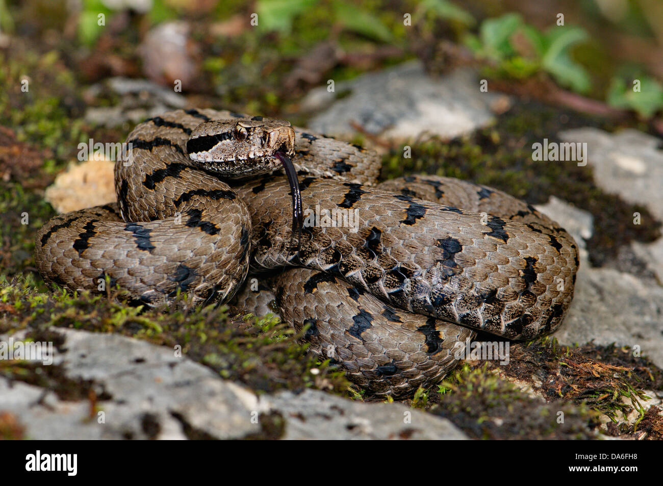 Viper, vipers, adder, adders, asp viper, Vipera a. aspis, snake, snakes ...