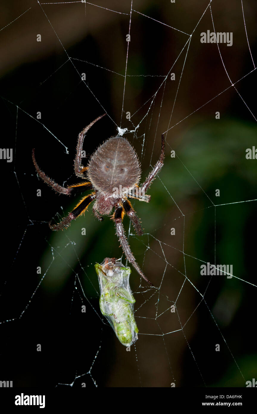 Spider prey wrap hi-res stock photography and images - Alamy